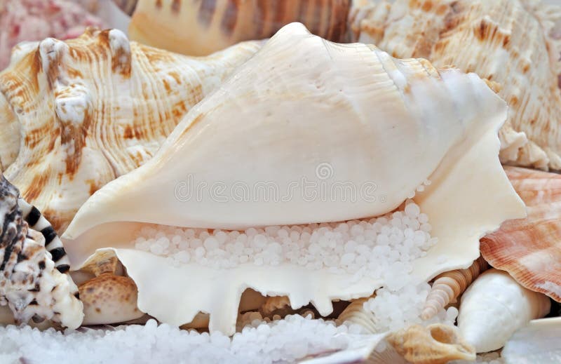 Sea Shells stock image. Image of crystal, pink, ornate - 19120669
