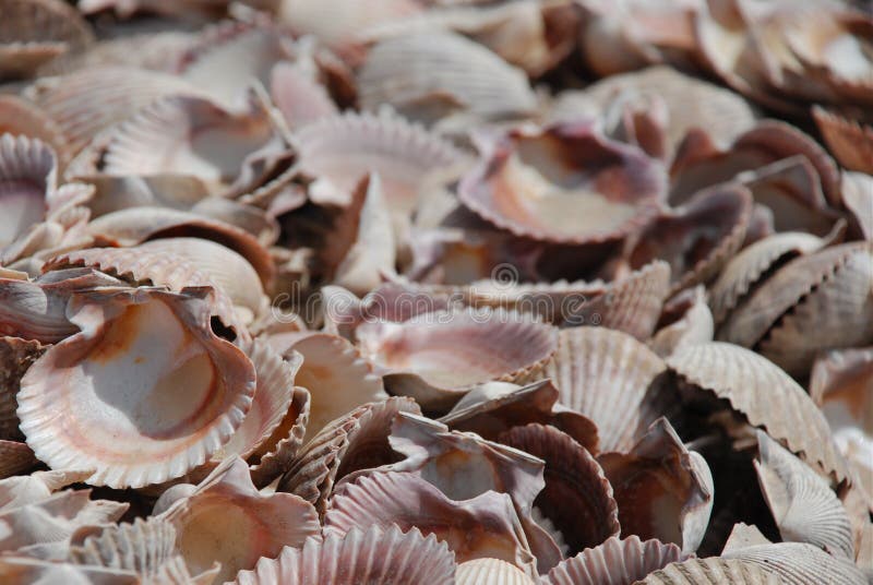 Sea of shells stock image. Image of pink, collector, shell - 19189175