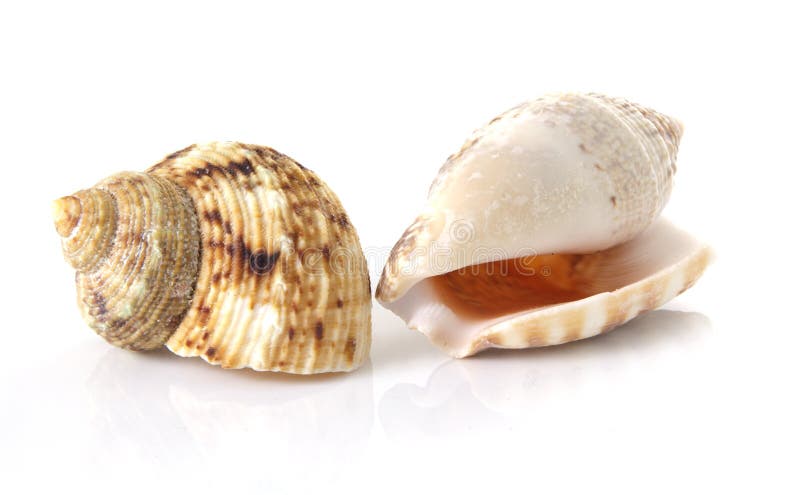 Sea Shell stock image. Image of shell, ocean, conk, oyster - 256143
