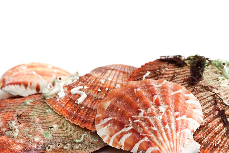 Sea shells. stock image. Image of isolated, texture, seashell - 19987549