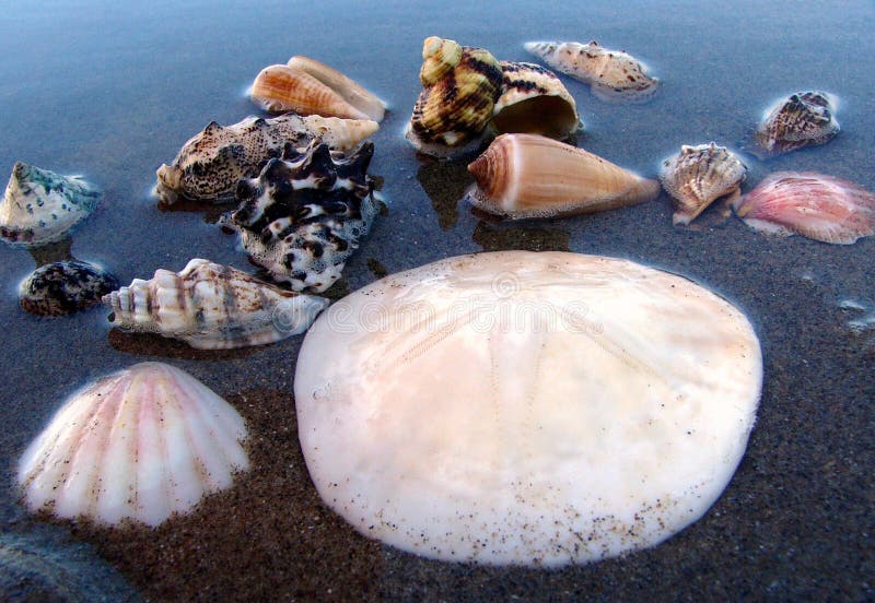 Sea-shells 2 stock photo. Image of sand, atlantic, shell - 196176