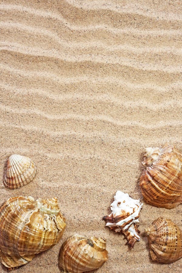 Sea Shells on Sand at the Beach Stock Photo - Image of seashore, space ...