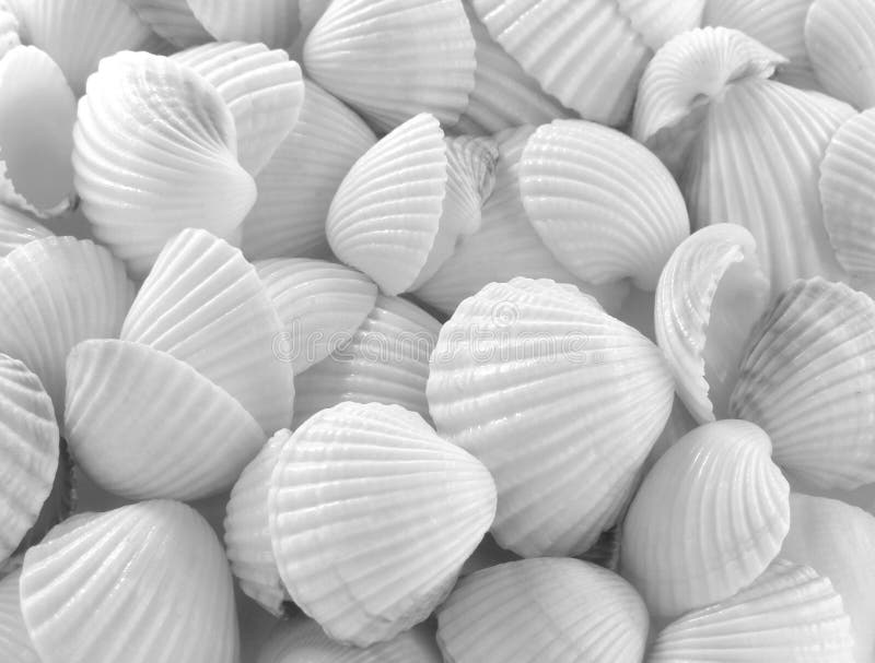 Sea shells stock photo. Image of coast, pearl, mollusk - 2282938