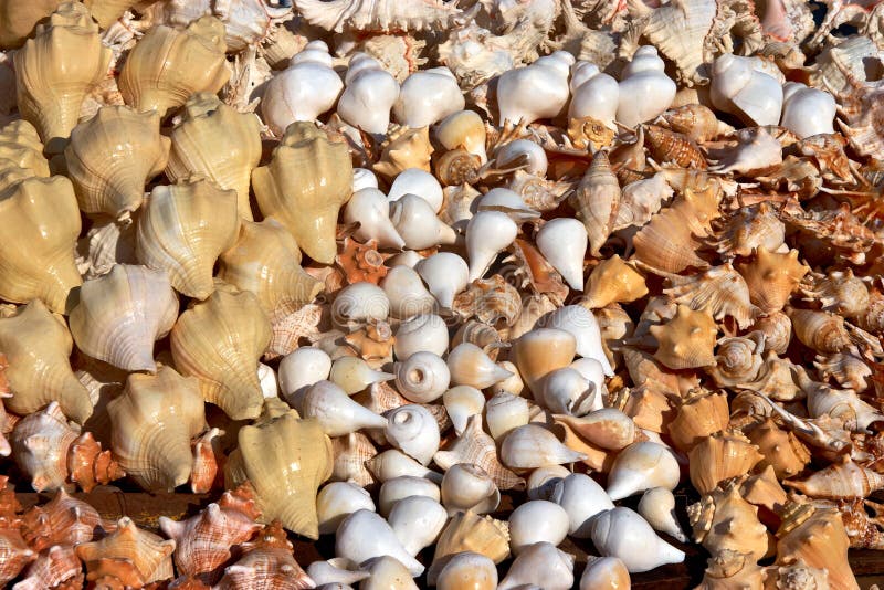 Sea shells stock image. Image of life, snail, holiday - 23562925