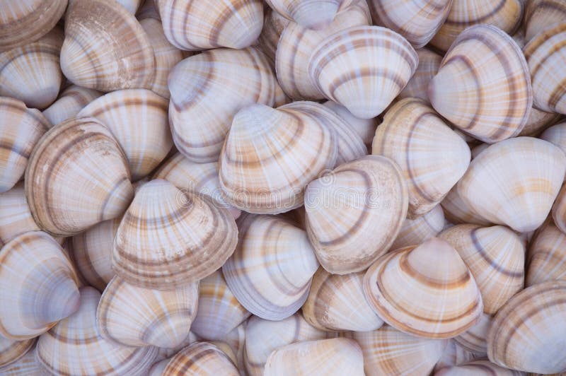 Sea Shell Background stock photo. Image of marine, sand - 14121758