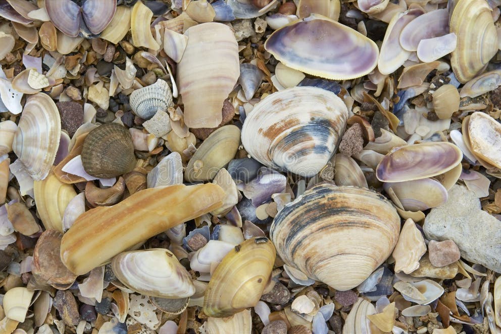 Sea shells stock image. Image of shells, empty, environment - 23764985