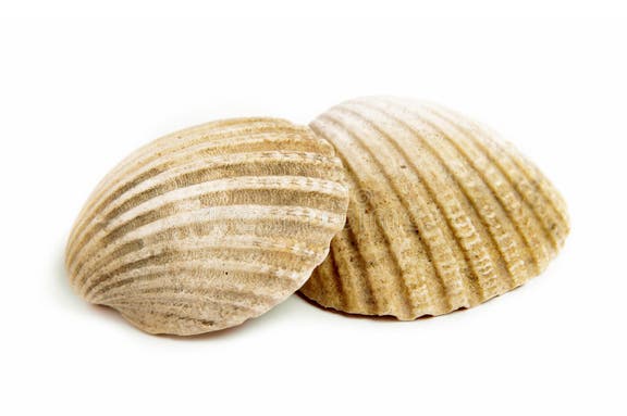 Sea shells stock photo. Image of armor, isolated, mollusk - 24680822