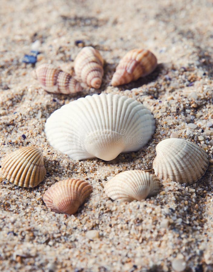 Sea shells stock image. Image of design, background, nature - 24930649