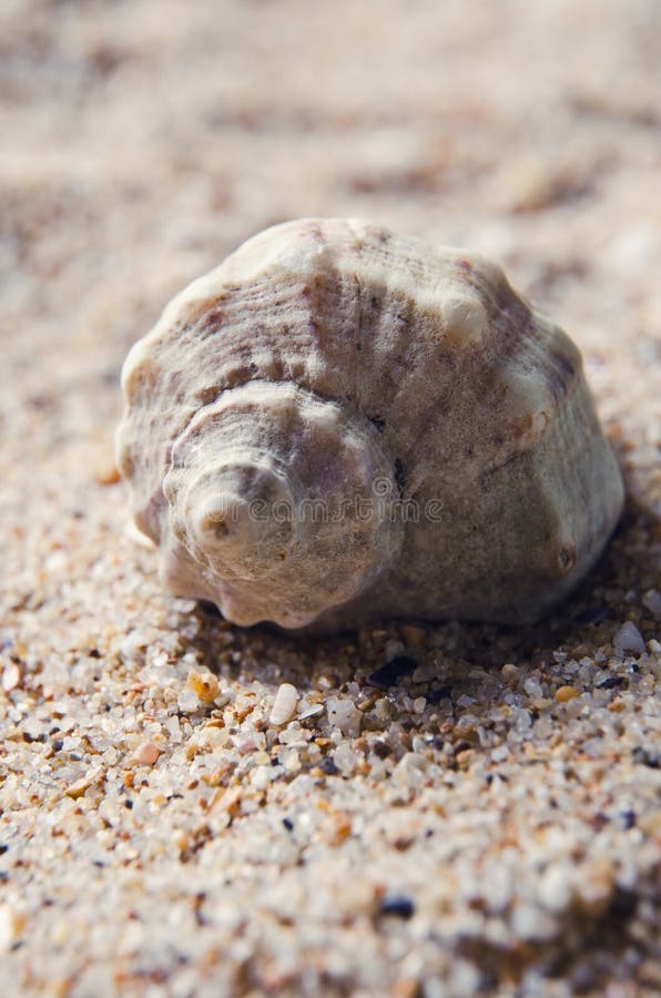 Sea shells stock image. Image of design, background, nature - 24930649