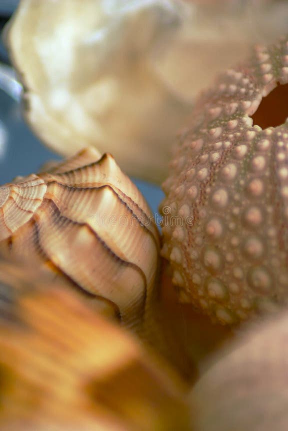 Sea shells stock image. Image of spots, brown, ocean, beach - 2501763