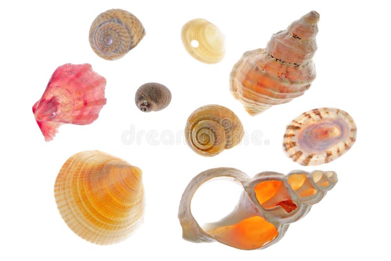 Sea shells stock photo. Image of food, bivalves, nautilus - 25811884