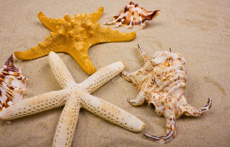 Nice Sea Shells on the Sandy Beach Stock Photo - Image of coast, beach ...