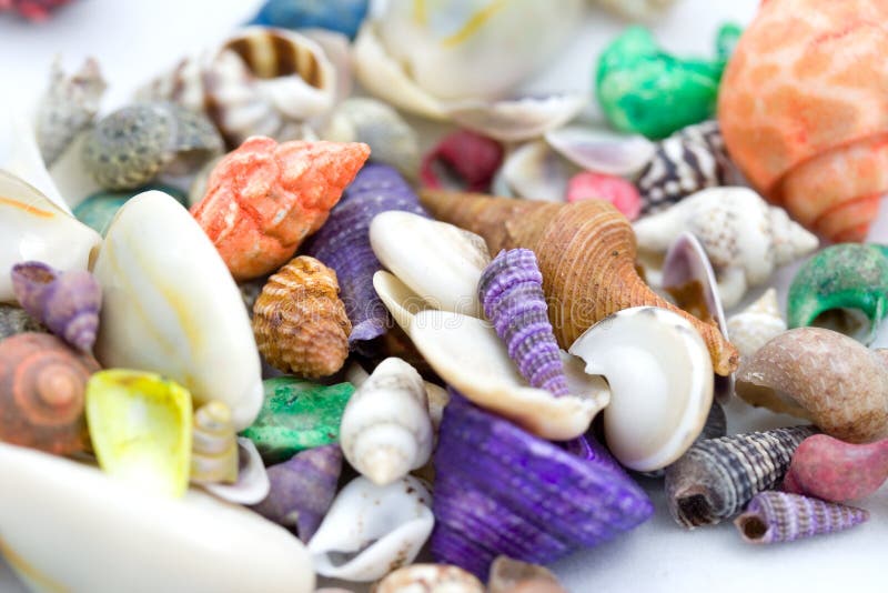 Sea Shells stock photo. Image of fragile, pile, close - 2716638