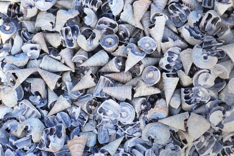 Sea shells stock image. Image of vacation, tropical, coast - 27567727