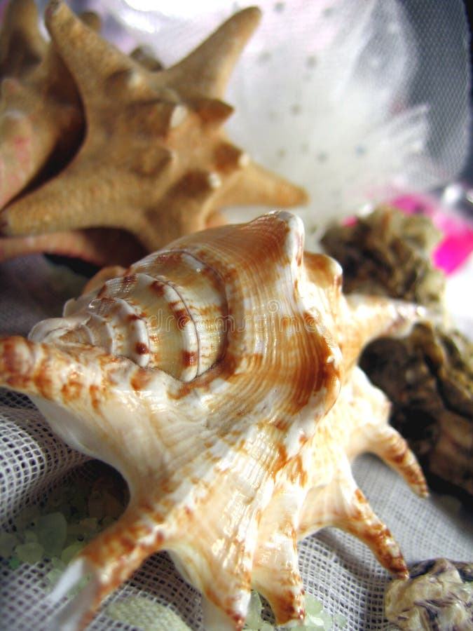 Sea shells stock image. Image of coast, mollusk, coastline - 3065181