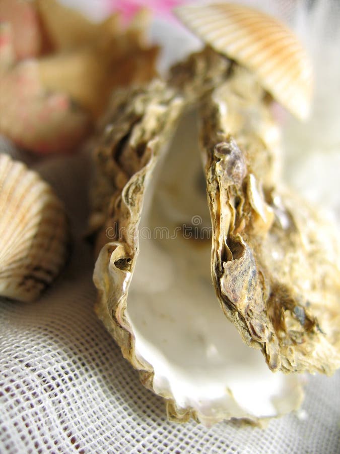 Sea shells stock photo. Image of coast, seashore, pearl - 3065186
