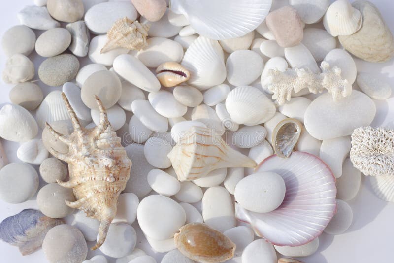 Sea shells stock image. Image of colors, shellfish, collection - 3305219