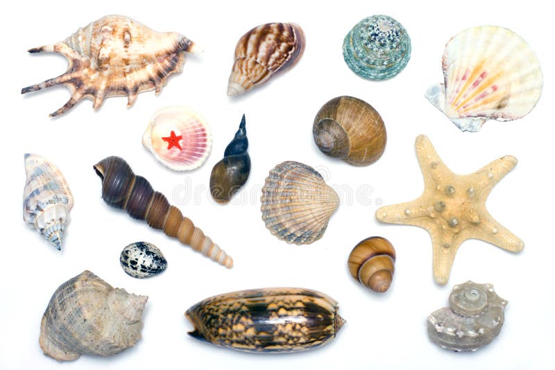 Sea shells stock photo. Image of shape, objects, background - 3305206