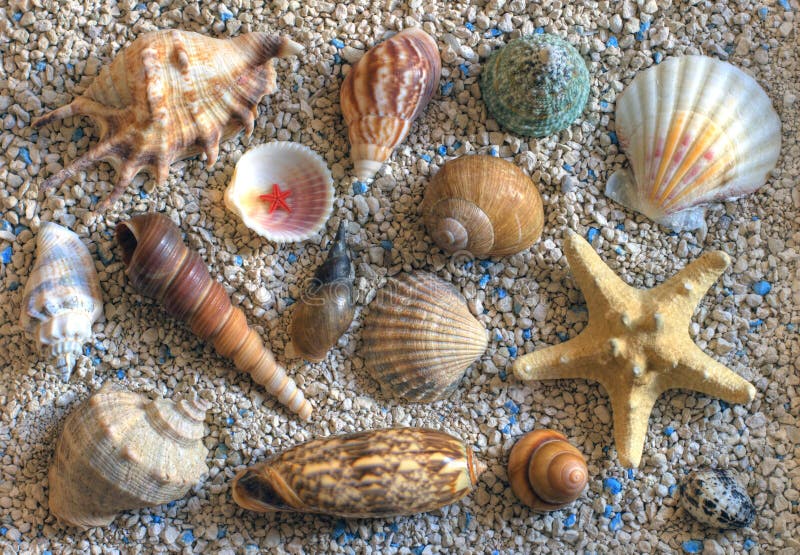 Sea shells stock image. Image of colors, shellfish, collection - 3305219