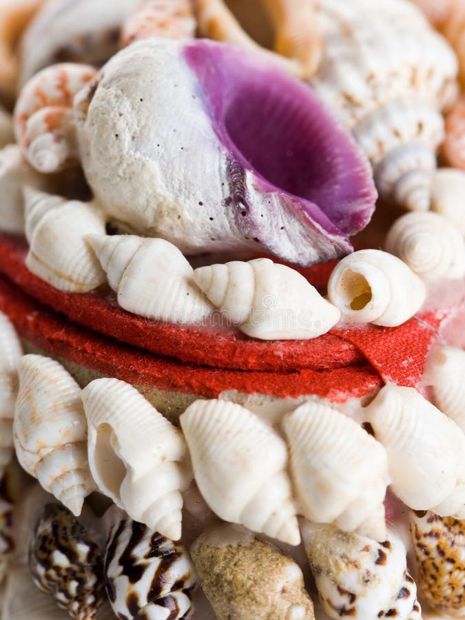 Sea shells stock image. Image of beach, bordered, scallop - 3552595