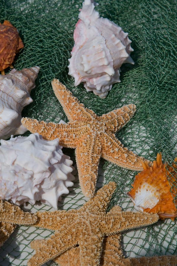 Sea shells. stock photo. Image of bone, orange, green - 3693158