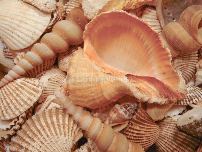 Sea shells stock image. Image of star, seashell, diversity - 13831141