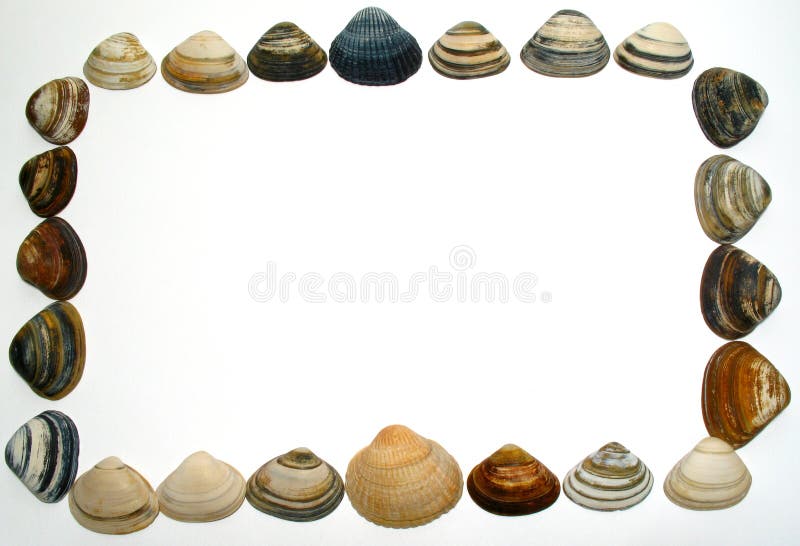 Sea shells stock image. Image of ocean, death, life, salt - 4335059