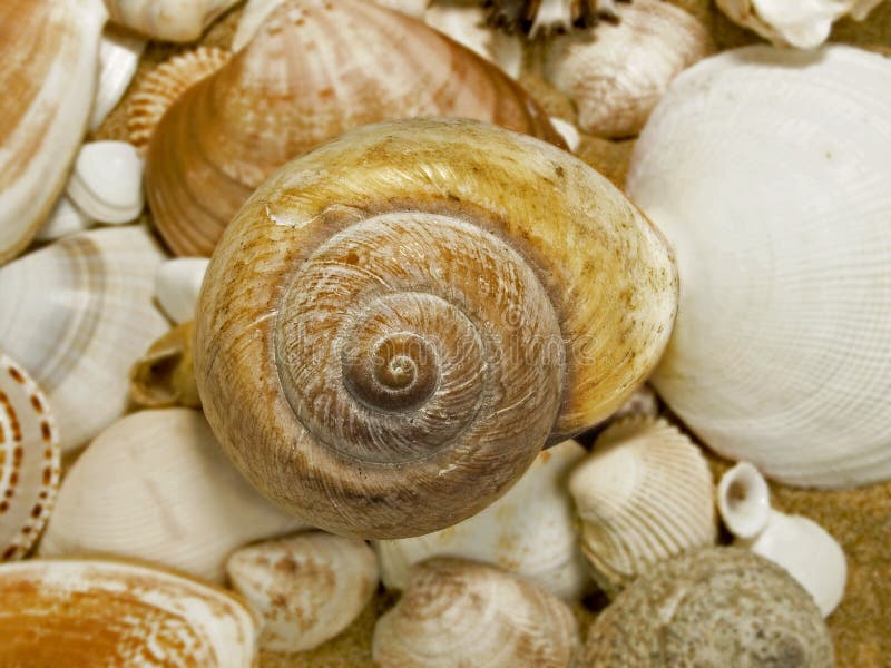Shells of snails stock photo. Image of summer, shape, conch - 4322220