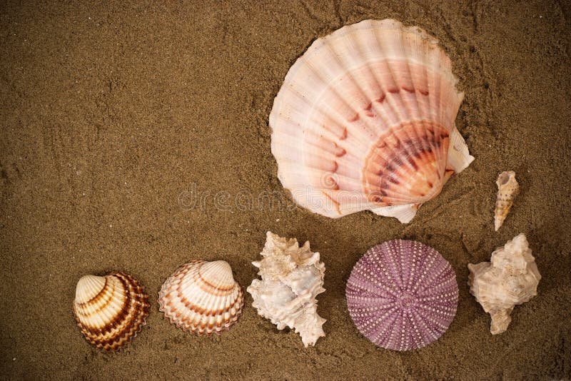 Sea shells stock image. Image of conch, adriatic, seashell - 4863153