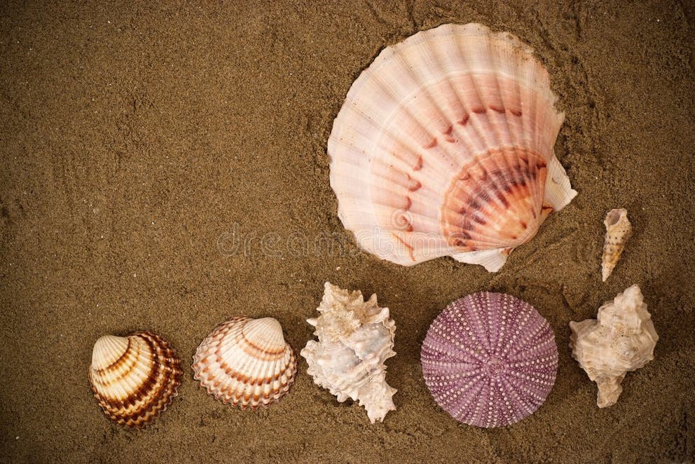 Sea shells stock image. Image of conch, adriatic, seashell - 4863153