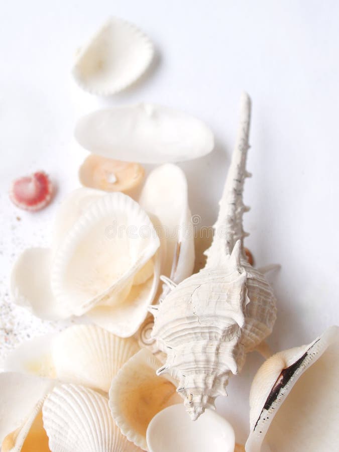 Seashell on Beach Under Palm Stock Image - Image of tidal, gulf: 5622009