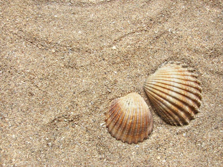 Sea shells stock photo. Image of together, couple, travel - 5637414