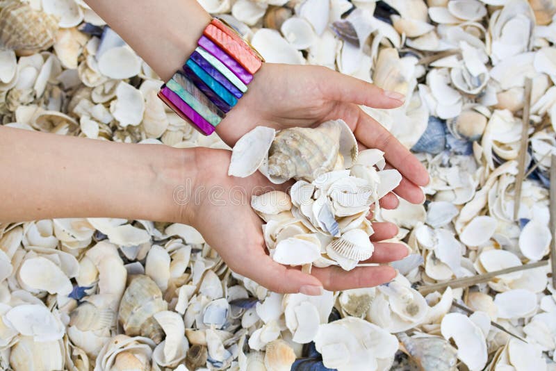 Sea shells stock photo. Image of washed, ocean, colorful - 5904630
