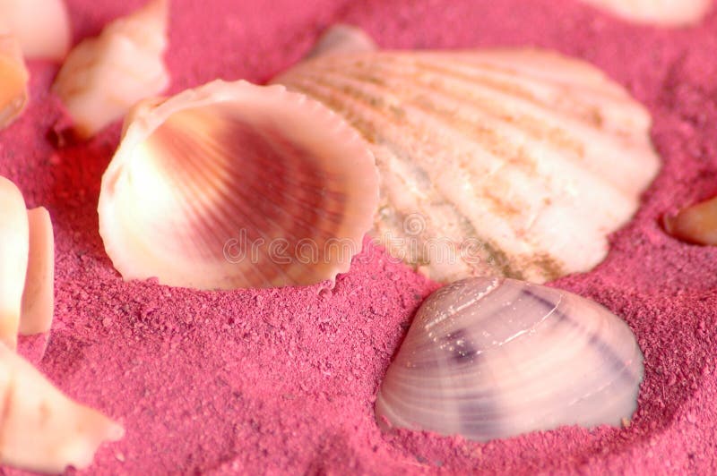Sea shells stock photo. Image of mussel, vacation, turban - 617854