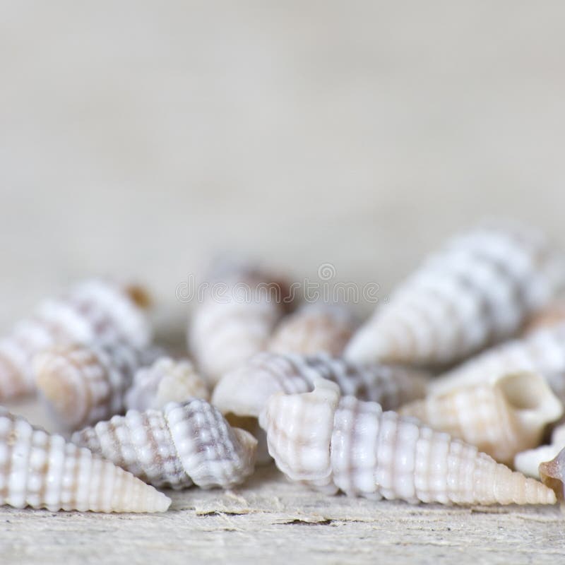 Shell Collection in Grey Colors Stock Photo - Image of detail, marine ...