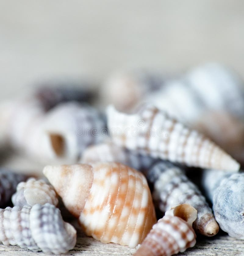 Sea shells stock image. Image of collection, detail, nature - 7117951