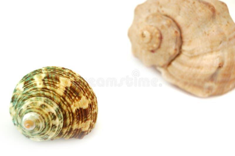 Colorful seashell stock image. Image of ocean, sandy, shaped - 6803869