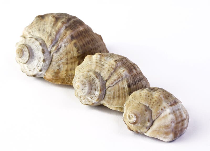 Sea Shell stock image. Image of shell, ocean, conk, oyster - 256143