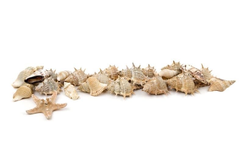 Crown of Thorns stock photo. Image of stem, plant, milii - 29985242