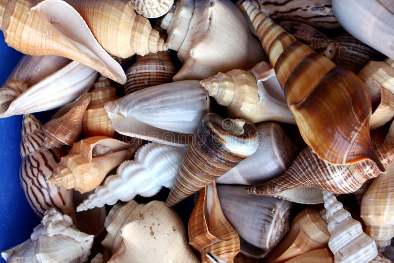 Fishing net with shells stock photo. Image of fishing - 6750084