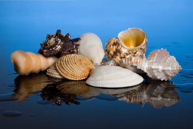 Sea Shells stock image. Image of vacation, aquatic, roundly - 9446271