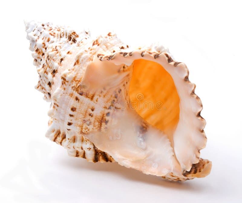 Sea shells stock image. Image of animal, mollusk, knack - 9929891