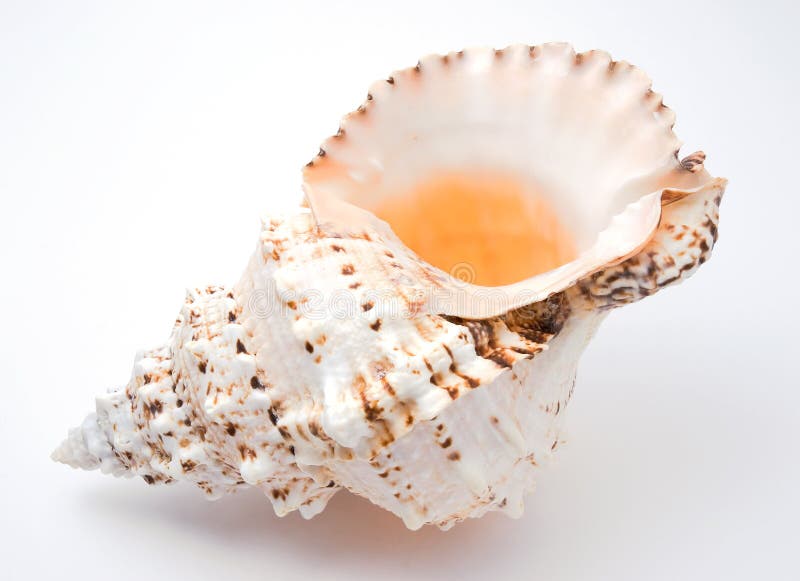 Sea shells stock image. Image of knack, single, mollusk - 9929921