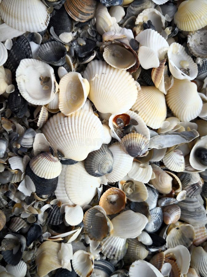 Sea shells stock image. Image of textured, shell, variation - 125631263