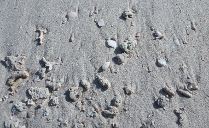 Sea Shells at Andman Nicobar Islands Goa Beach Stock Photo - Image of ...