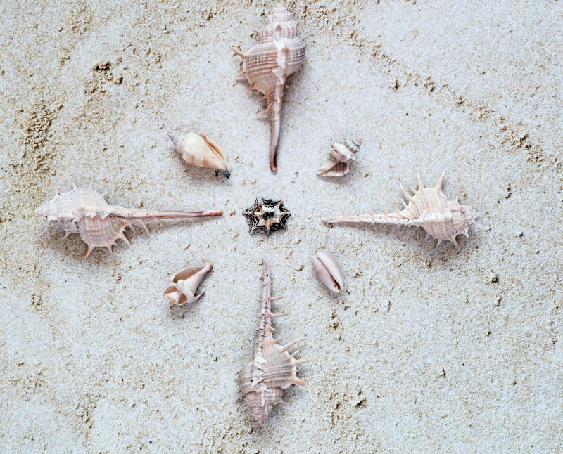 Sea Shells Arranged As Star in Sand. Top View. Summer and Vacation ...
