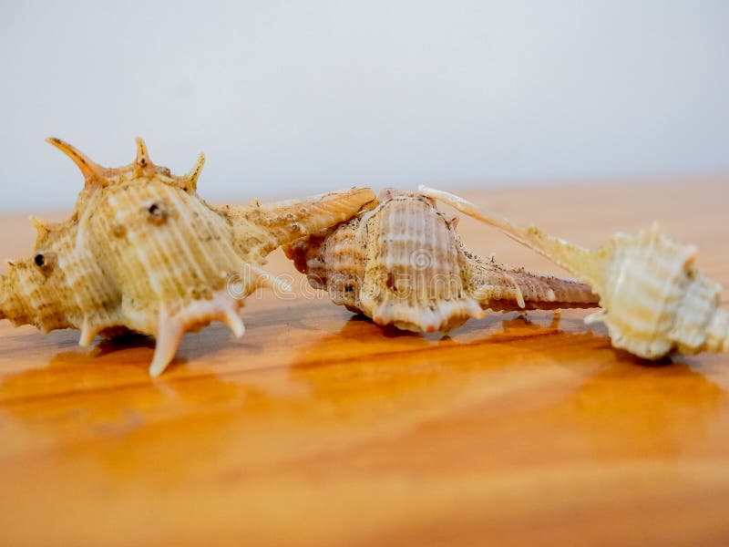 Sea Shells As a Decoration on the Table Stock Photo - Image of meal ...