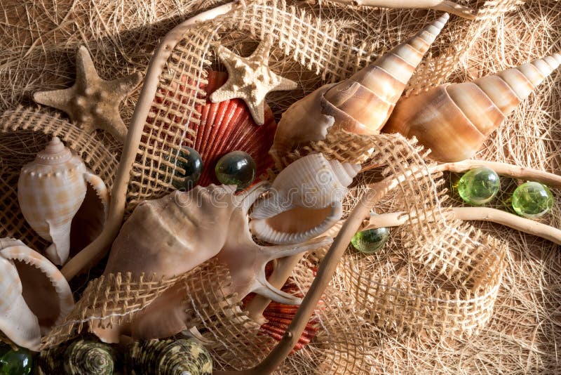 Sea Shells in Assortments As Decor Stock Image - Image of pattern ...