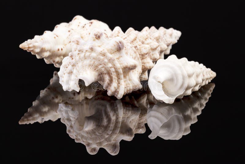 Sea Shell of Auger Snail Lying on the Sand, Close Up Stock Photo ...