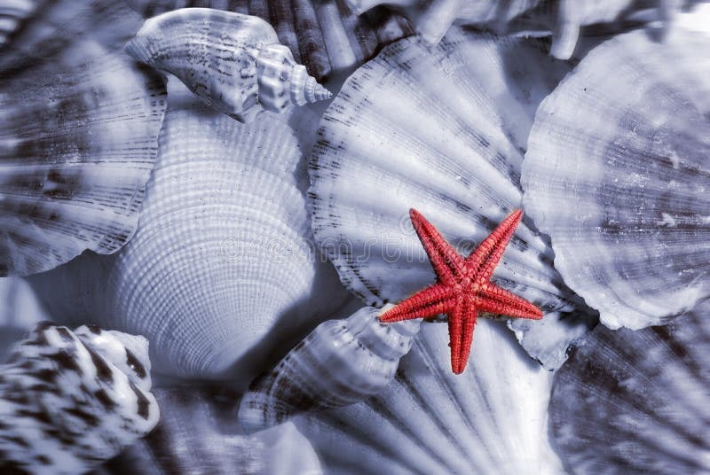 Nice Sea Shells on the Sandy Beach Stock Image - Image of climate ...